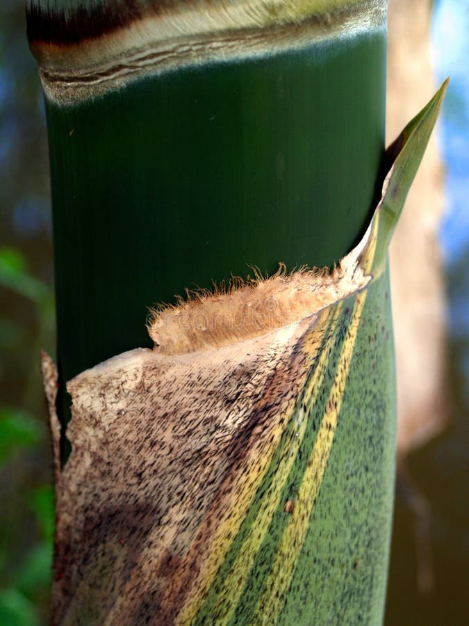 Bamboo stock photo. Image of yellow, field, leaves, green - 522198