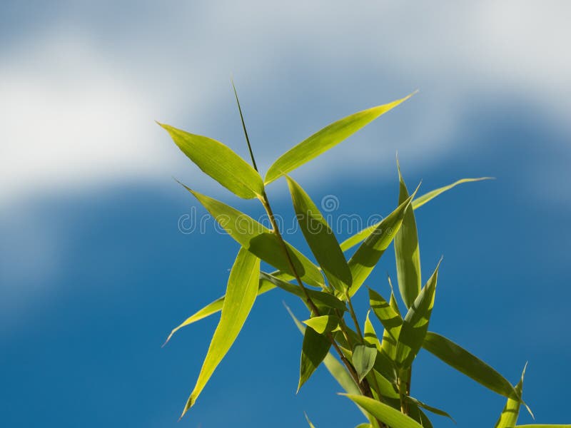 Bamboo Against the Blue and White Sky Stock Image - Image of plant ...
