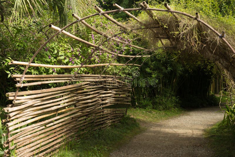 Bamboo Arch in Tropic Park. Way To the Forest Stock Photo - Image of ...