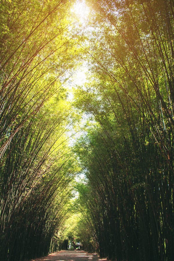 The Bamboo Arranged in Long Rows Stock Image - Image of green, japan ...