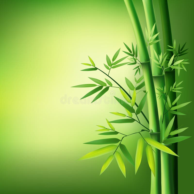 Bamboo background stock illustration. Illustration of company - 23517498