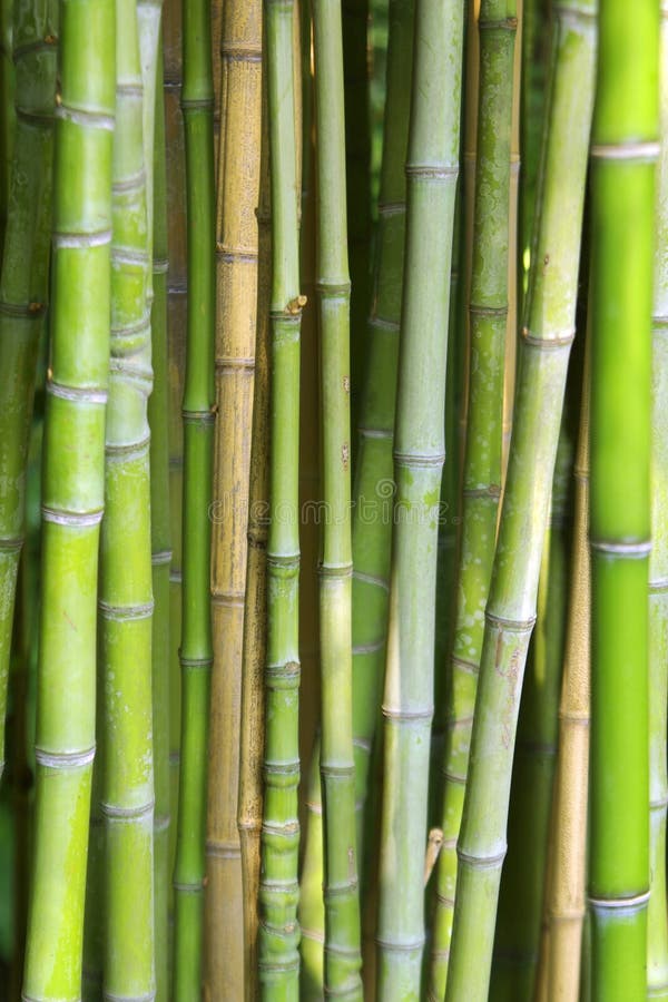 Bamboo stock photo. Image of ornamental, green, japan - 3981998