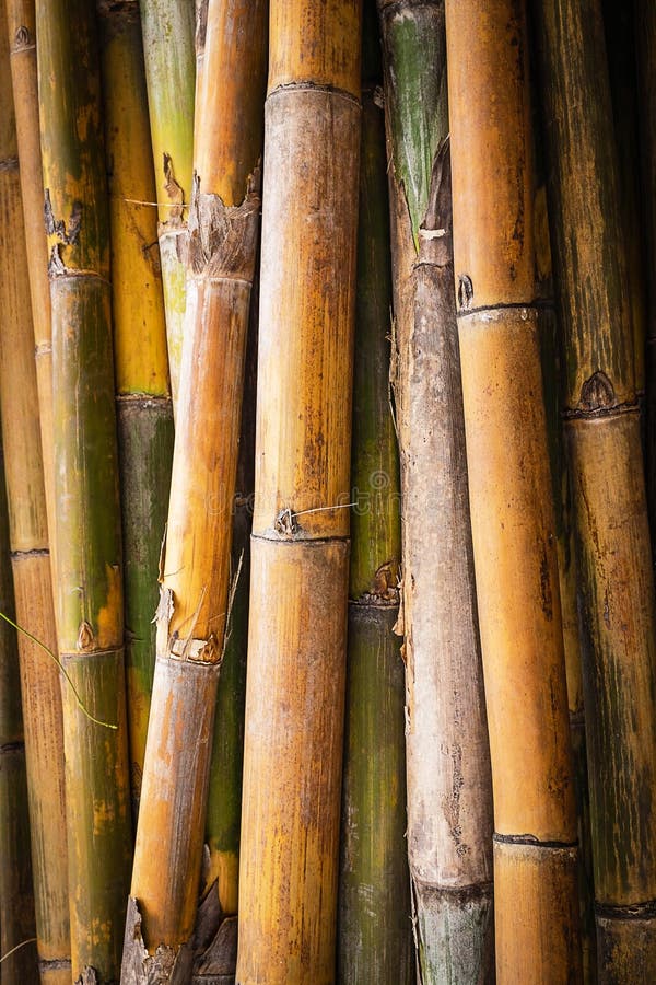 Bamboo Background and Backdrop Stock Image - Image of natural, asian ...