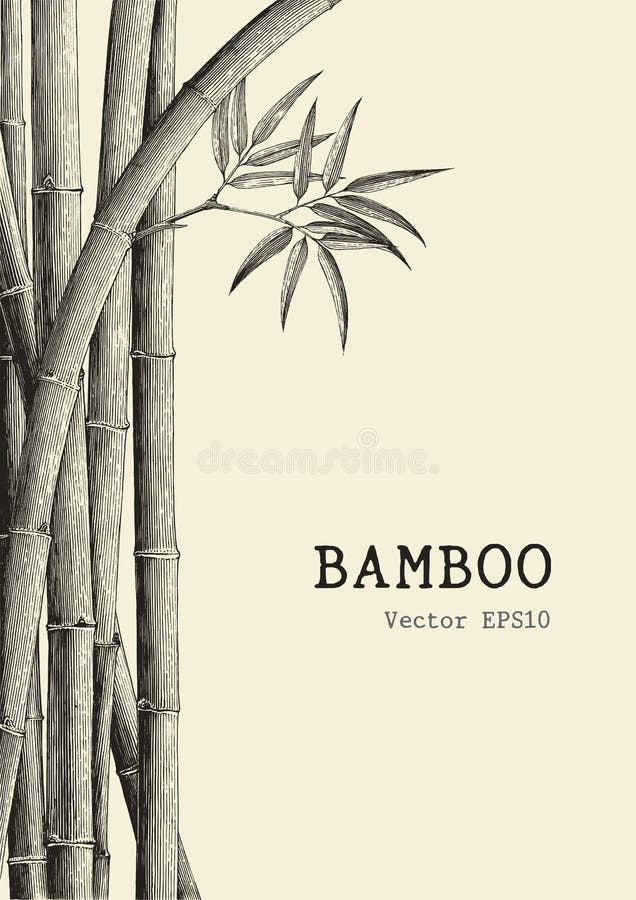 Chinese Bamboo Line Drawing Stock Illustrations – 661 Chinese Bamboo ...