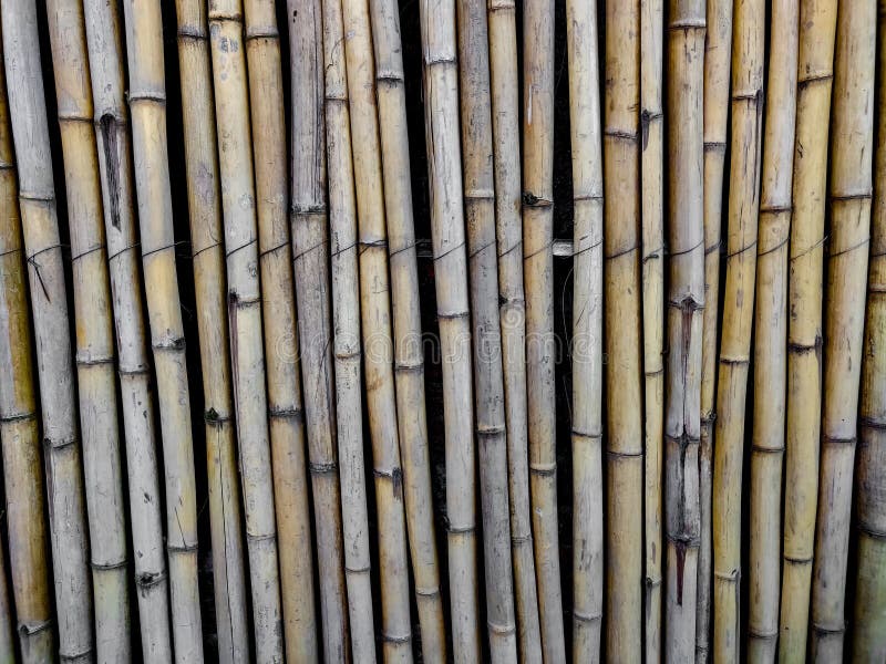 Bamboo Background or Patterns Stock Image - Image of nature, natural ...