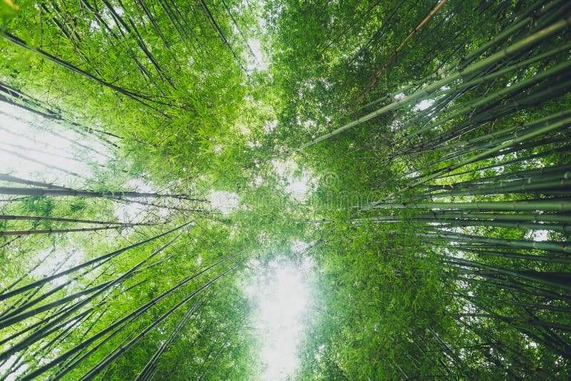 Bamboo the Bamboo Pathway is a Tunnel Stock Photo - Image of fresh ...