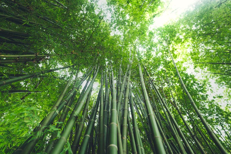 Bamboo the Bamboo Pathway is a Tunnel Stock Image - Image of fresh ...