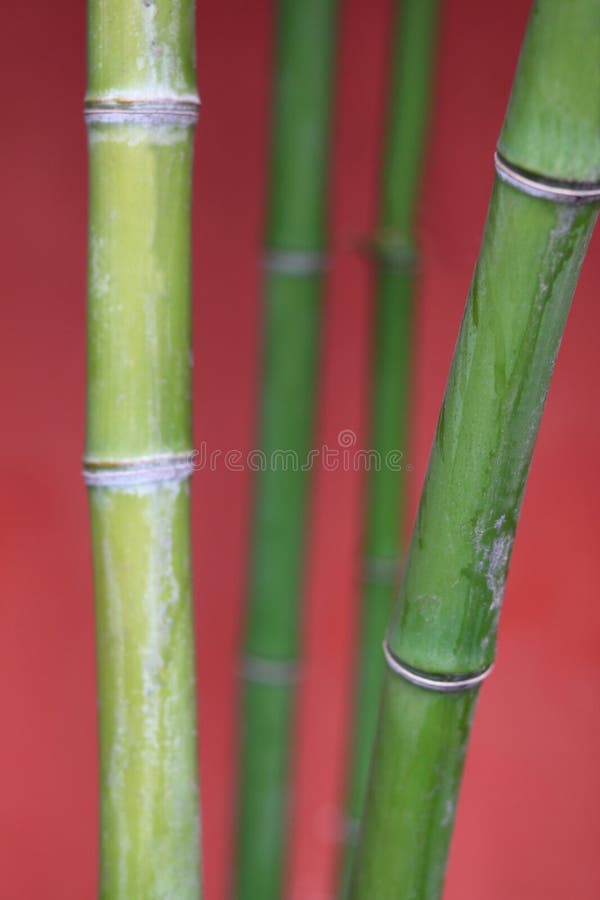 Bamboo, Bamboo, Tree Trunks, Plants Stock Photo - Image of ...
