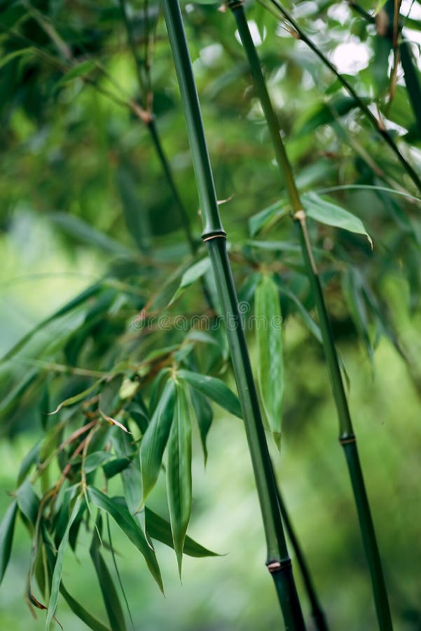 Bamboo stock image. Image of conservation, foliage, bush - 78746365