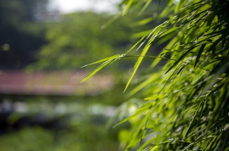 Bamboo (Bambusa Sp) Green Leaves for Natural Background Stock Image ...