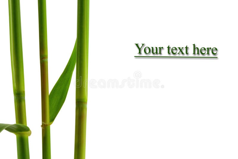 Bamboo banner stock image. Image of natural, vitality - 24829485
