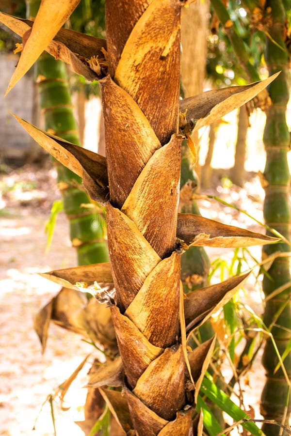 Bamboo bark stock photo. Image of jungle, foliage, garden - 270909566