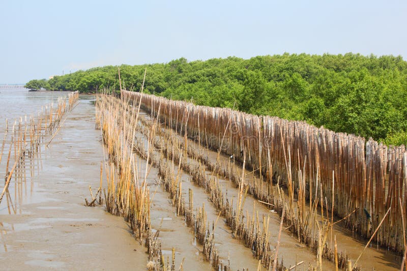 Bamboo Barrier for Protect the Forest Stock Photo - Image of frame ...