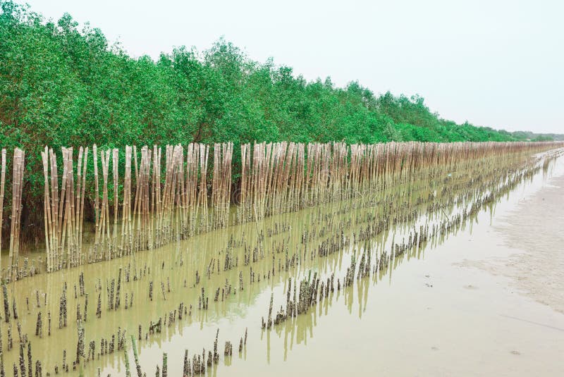 Bamboo barrier stock image. Image of knot, bamboo, frame - 30933215