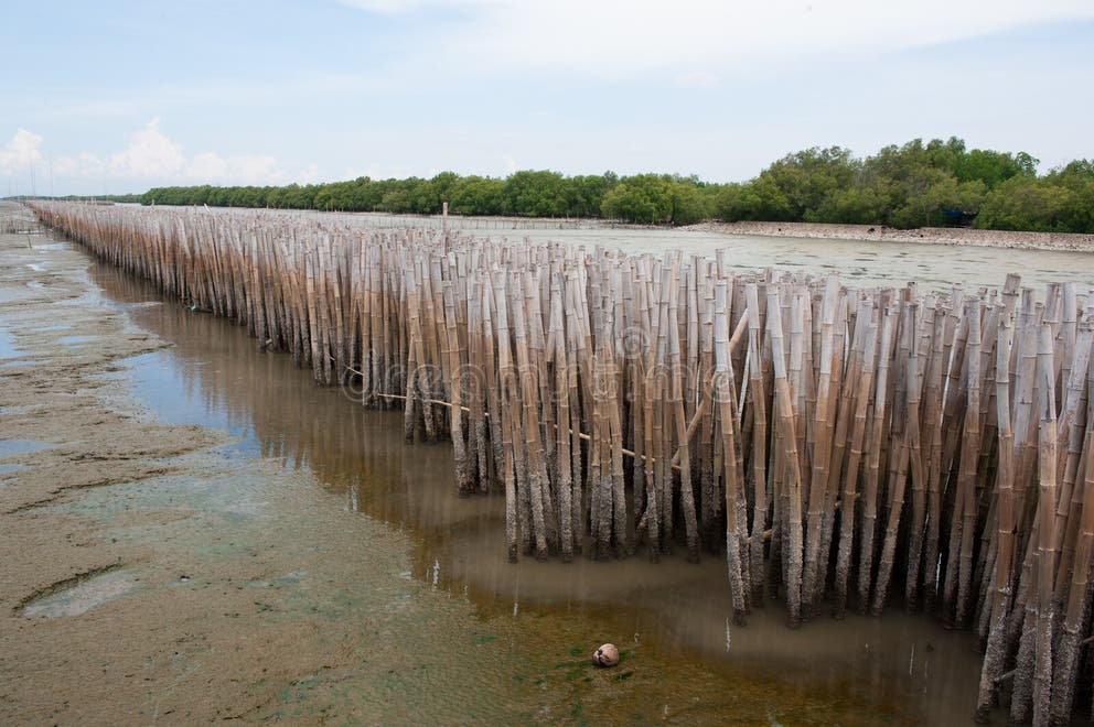 Bamboo Barrier Protect the Mangrove Forest. Stock Image - Image of save ...