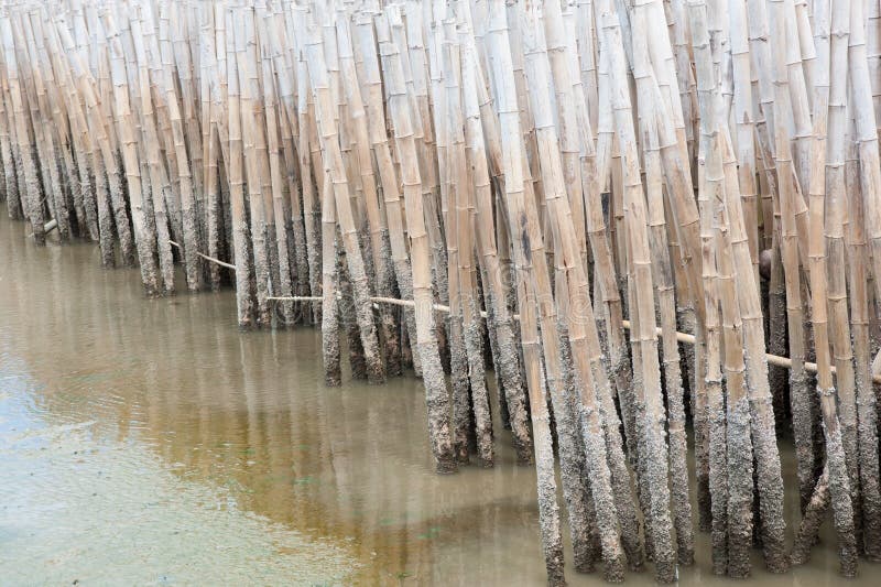 Bamboo Barrier Protect the Mangrove Forest. Stock Image - Image of ...