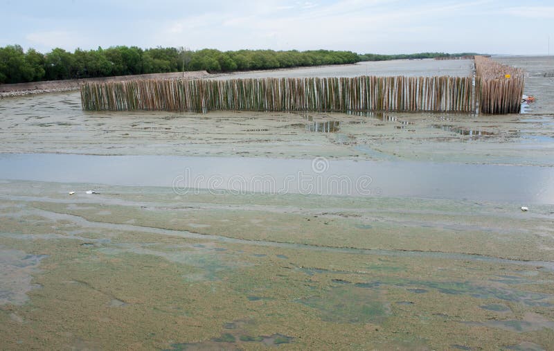 Bamboo Barrier Protect the Mangrove Forest. Stock Image - Image of ...