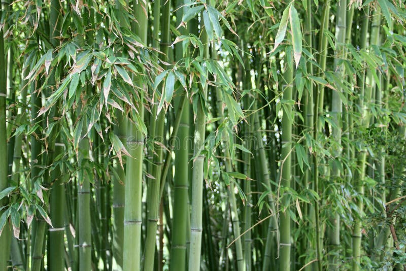 Bamboo stock image. Image of chinese, jungle, fantasy - 38668599