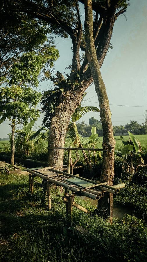 A Bamboo Bench in the Village Stock Image - Image of bamboo, grass ...