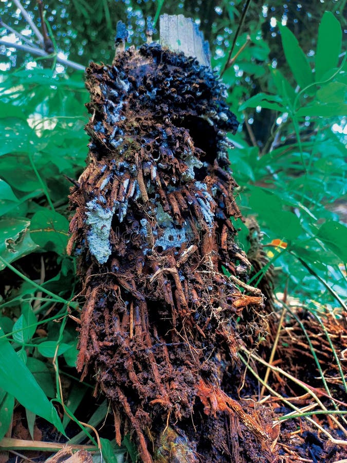 Bamboo Beneath the Surfac, Unveiling the Secrets of Its Root Structure ...