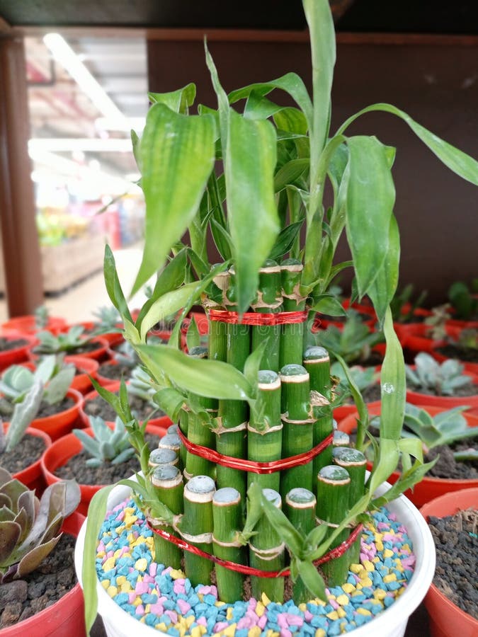 Bamboo Bonsai - Small Trees Stock Photo - Image of bamboo, small: 211485770