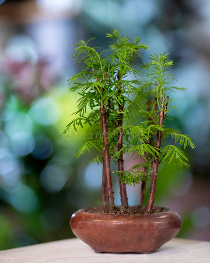 Small Bamboo Bonsai Tree stock image. Image of nature - 191628003