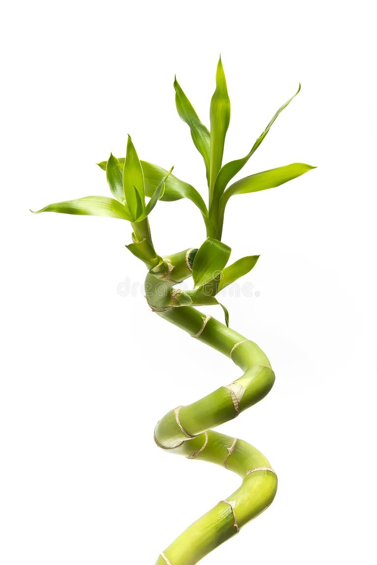 42,452 Bamboo Branch Stock Photos - Free & Royalty-Free Stock Photos ...