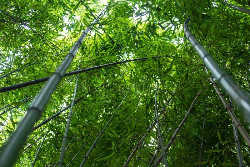 Bamboo Branch in Bamboo Forest, Beautiful Green Nature Background Stock ...