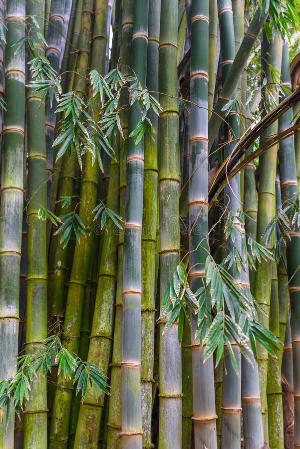 Bamboo Branch In Bamboo Forest. Beautiful Green Nature Background Stock ...