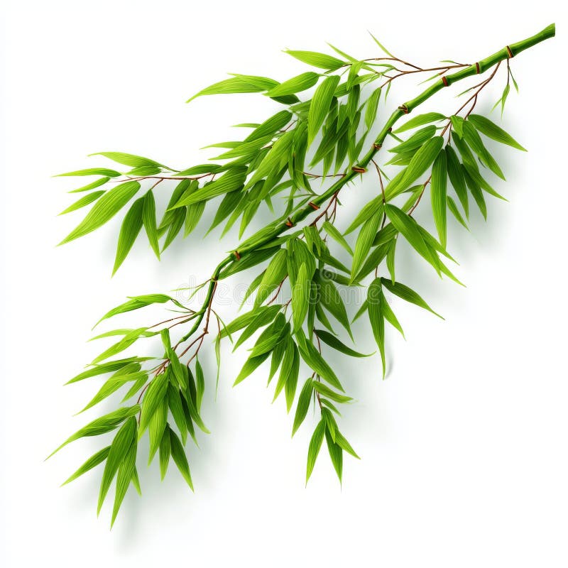 A Bamboo Branch Full of Vibrant Color Stands Out Against a Transparent ...