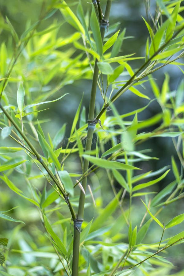 Bamboo Branch Growing in Nature Stock Image - Image of crop, material ...