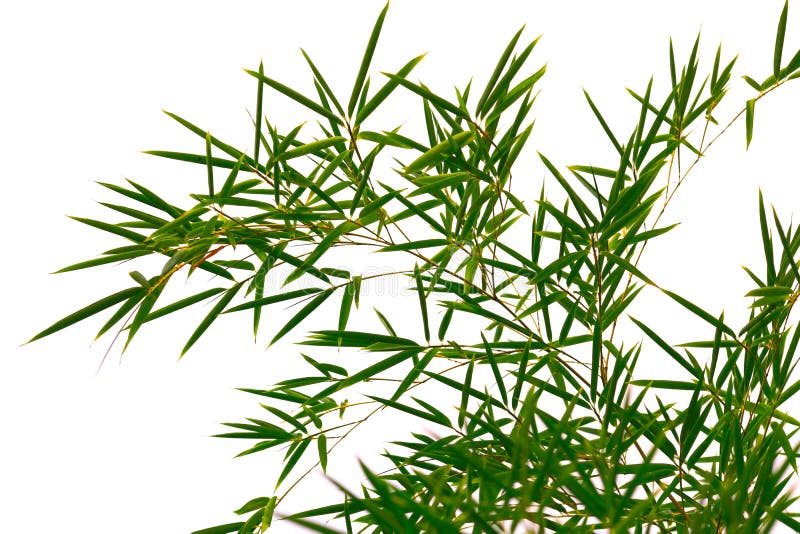 Bamboo branches stock photo. Image of beauty, culture - 17388766