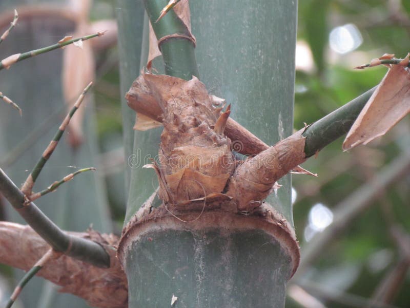 Bamboo Branches from Bamboo Shrub Stock Photo - Image of bamboo, india ...
