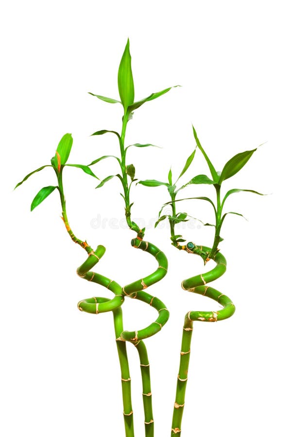 Bamboo branches isolated stock image. Image of nature - 6341109