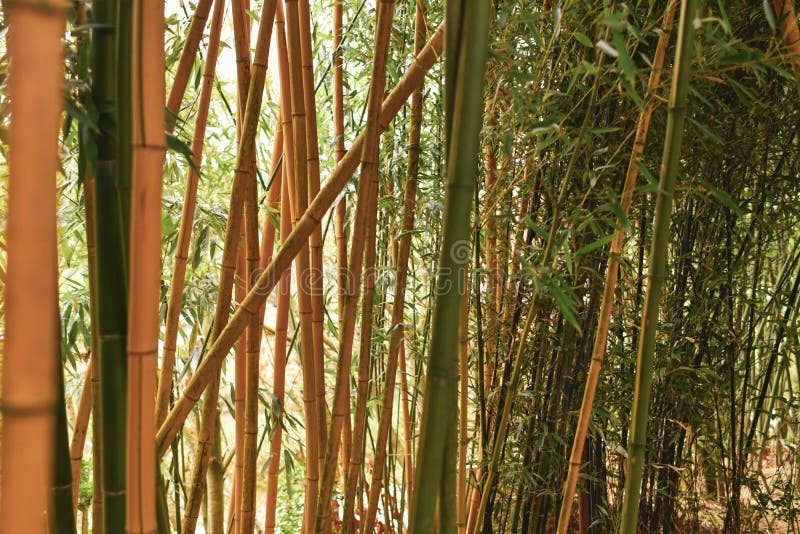 The Bamboo Branches in the Tropical Rainforest Stock Image - Image of ...
