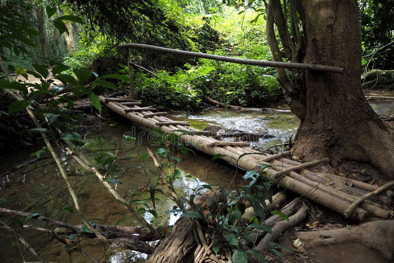 Bamboo bridge stock photo. Image of forest, nature, rainforest - 106707898