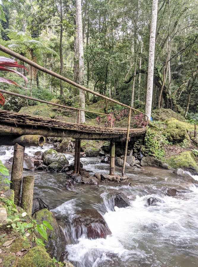 Bamboo bridge florest stock photo. Image of bamboo, asethetic - 370077566