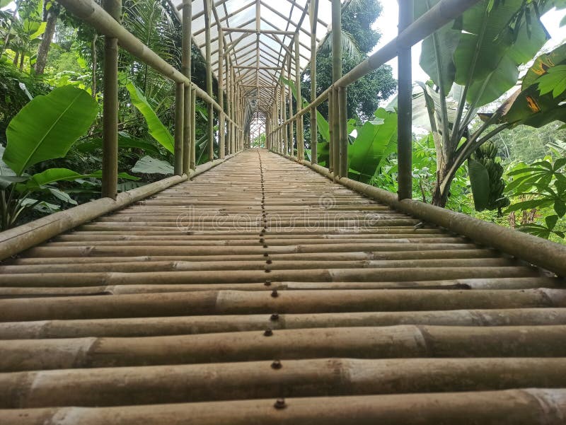 Bamboo Bridge Junggle stock photo. Image of junggle - 315808326