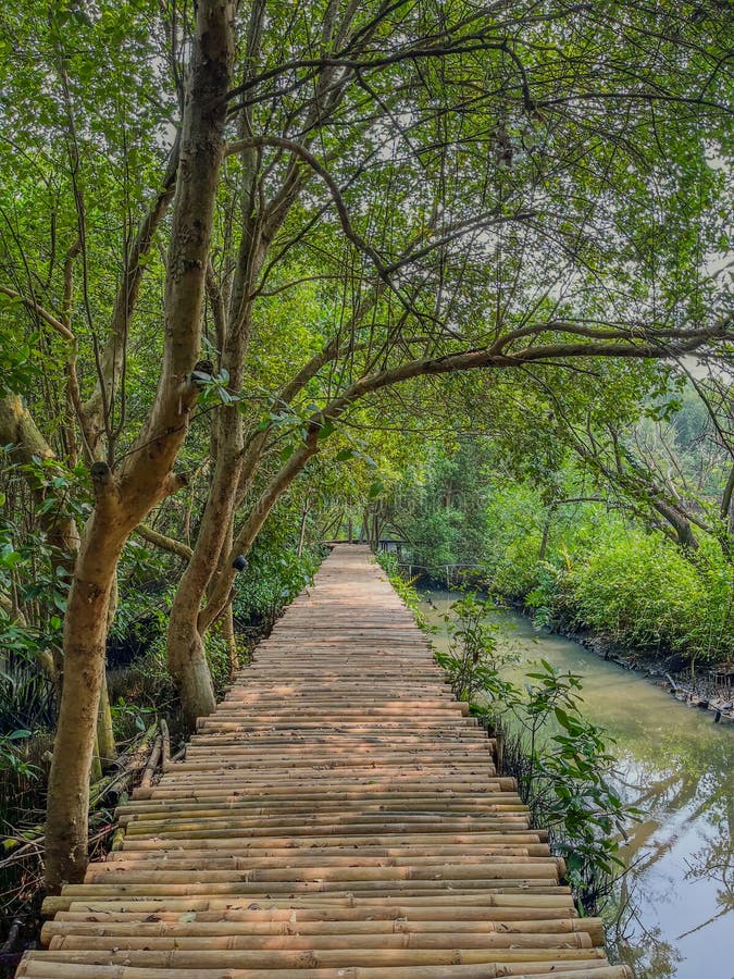 Bamboo Bridge on Mangrove Forest Stock Image - Image of tree, wooden ...