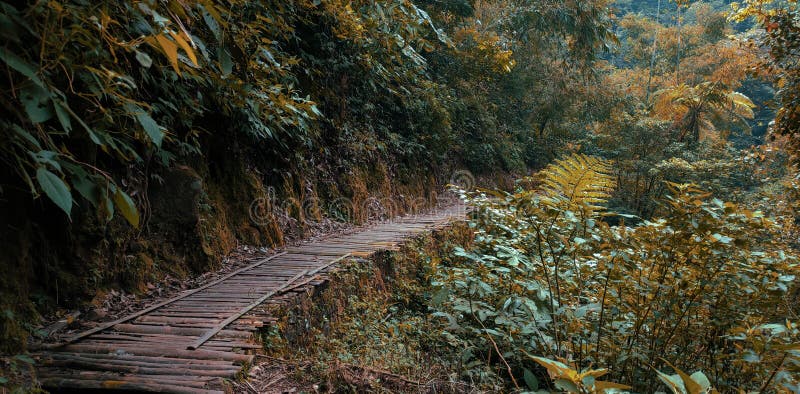 Bamboo Bridge in the Middle of the Forest. Stock Photo - Image of ...