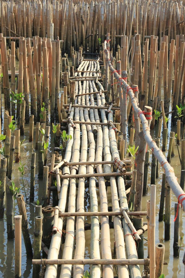 Bamboo bridge over the sea stock photo. Image of bamboo - 17023996