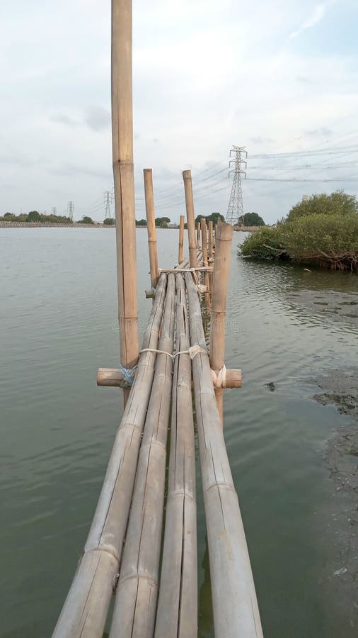 Bamboo bridge stock photo. Image of tree, small, pond - 303943492