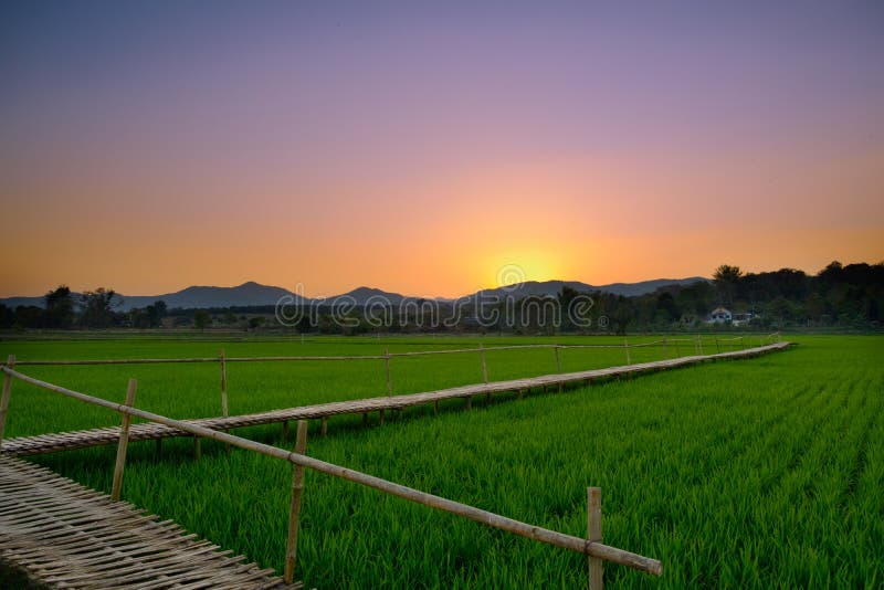 Bamboo Bridge in Paddy Fields, Sunset Stock Image - Image of meadow ...