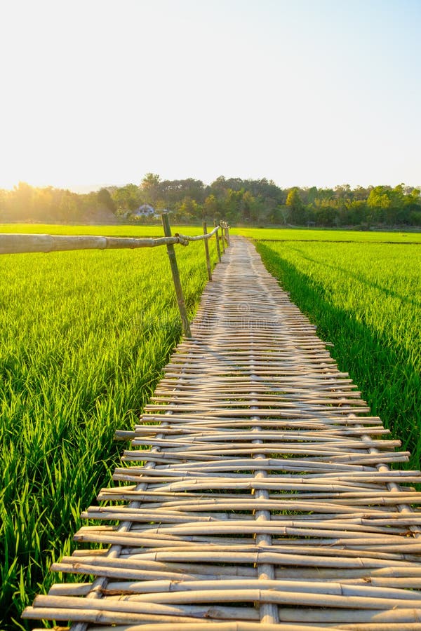 Bamboo Bridge in Paddy Fields, Sunset Stock Image - Image of meadow ...