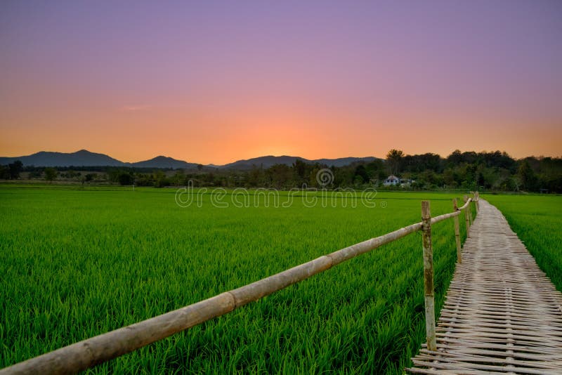 Bamboo Bridge in Paddy Fields, Sunset Stock Image - Image of ...
