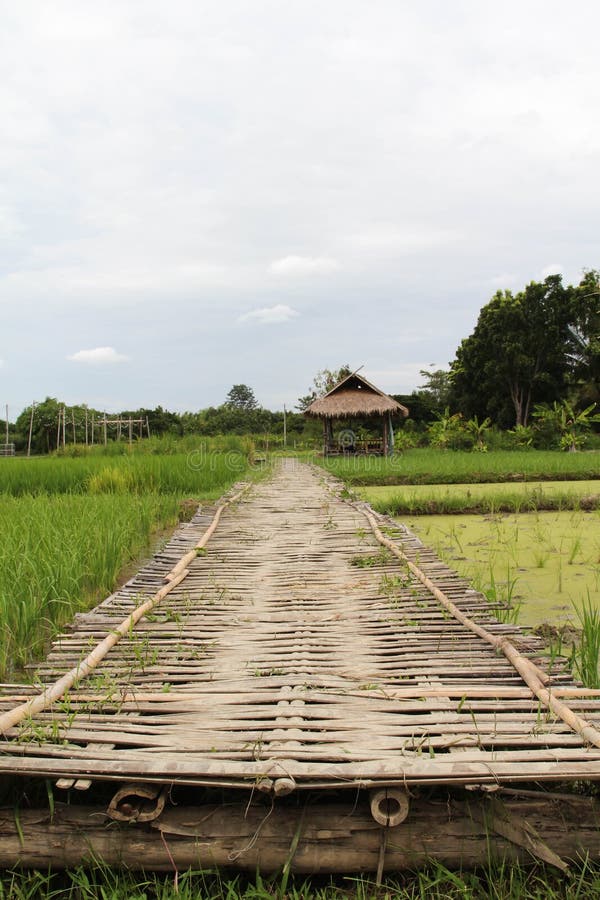 Bamboo Bridge on Rice Field Stock Image - Image of tree, crossing ...