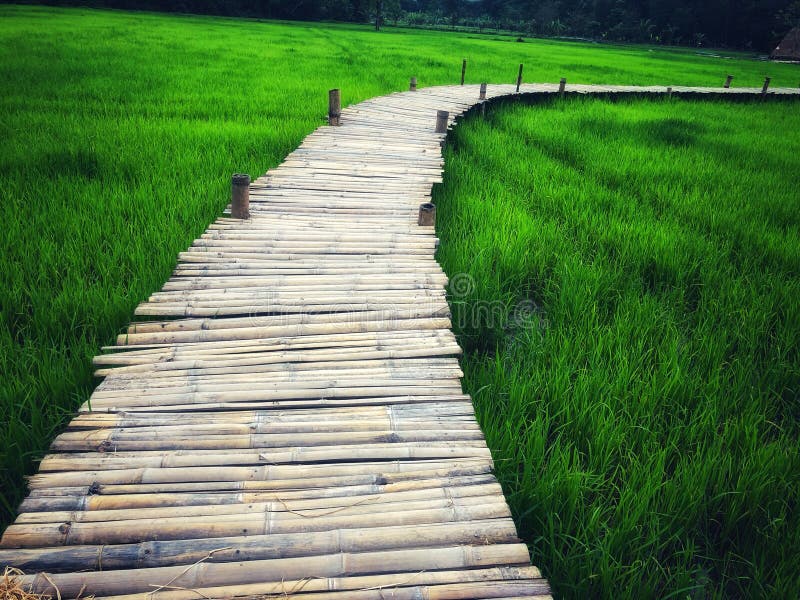 Bamboo Bridge with Rice Nature Stock Photo - Image of rice, nature ...