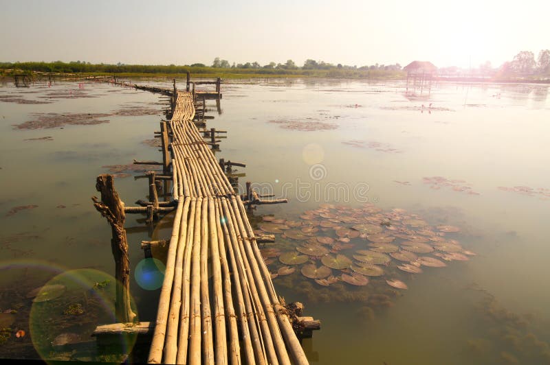 Bamboo bridge stock photo. Image of waterlilly, pink - 365725906
