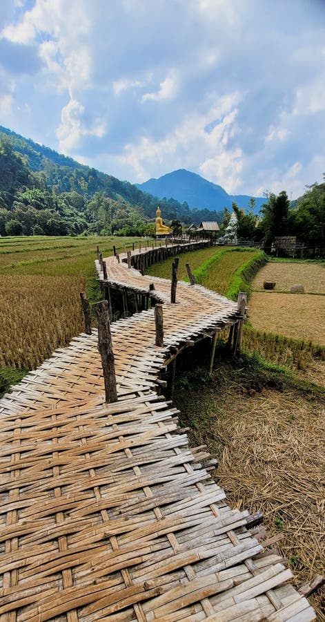 Bamboo bridge to temple stock photo. Image of agriculture - 360902616