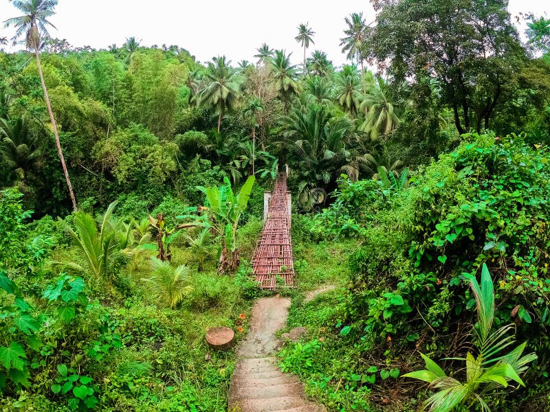 A Bamboo Bridge in the Tropical Jungle of the Philippines Stock Image ...